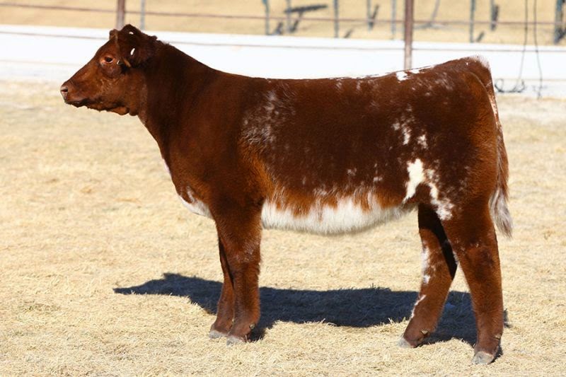 DIAMOND G CATTLE CO.