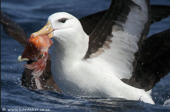 Brodie @ Tamaki Primary School: Albatross