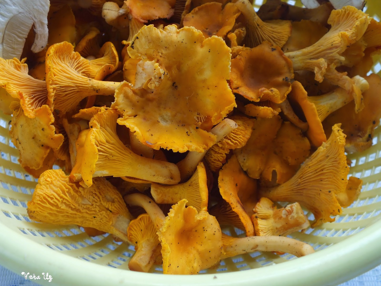 Astal Kuhinja Ravnice: Omlet od lisičarki i slaninice ili Lov na ...