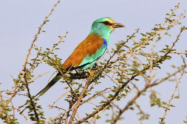 Tierra de Calaos y del Martín pescador: Carraca abisinia (Coracias ...