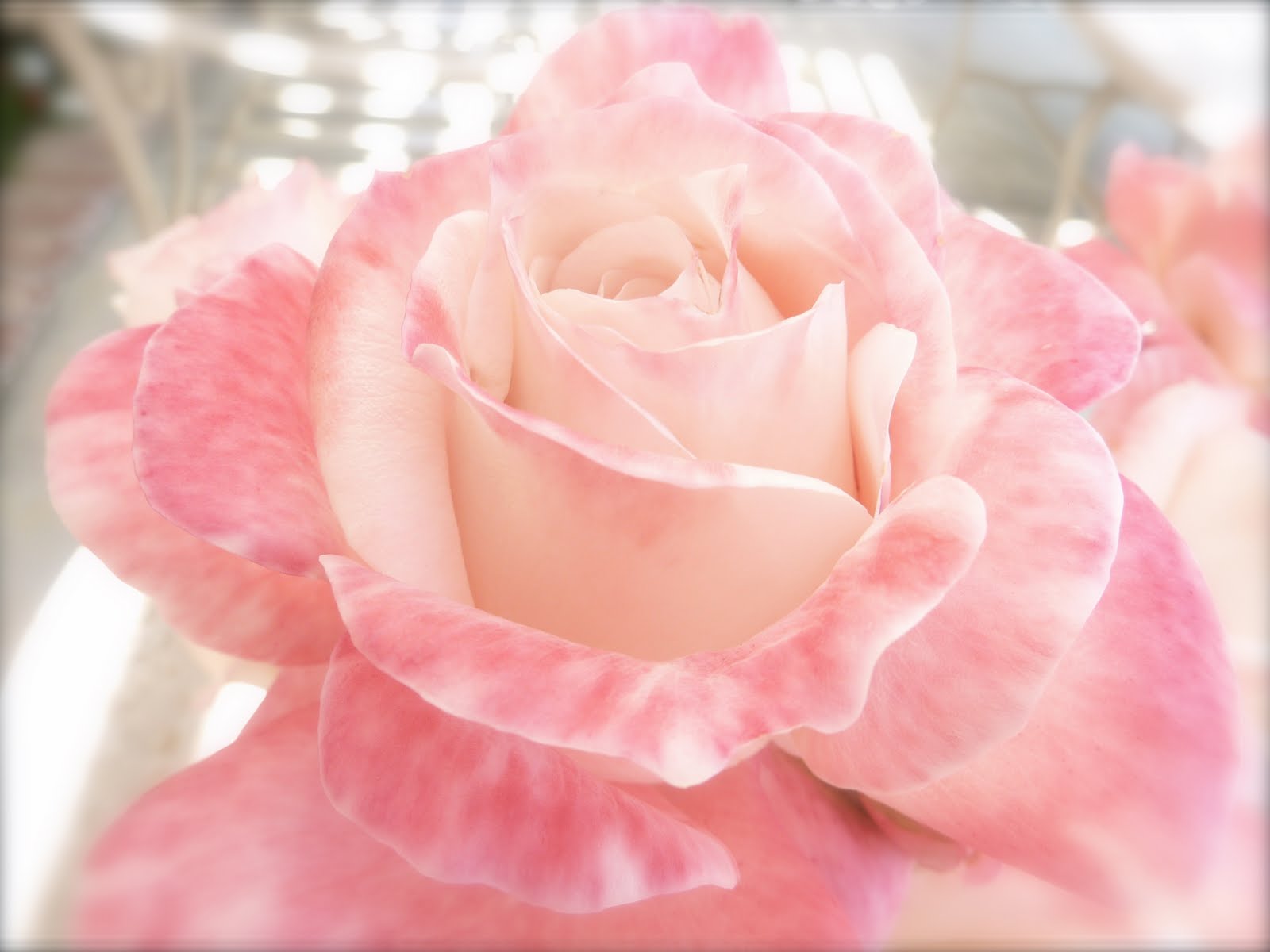 Bird's Eye View: ROSES Through My Lens