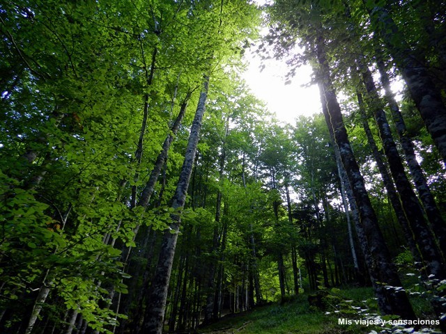 La Selva de Irati, el mayor bosque de hayas de Europa - Mis viajes y ...