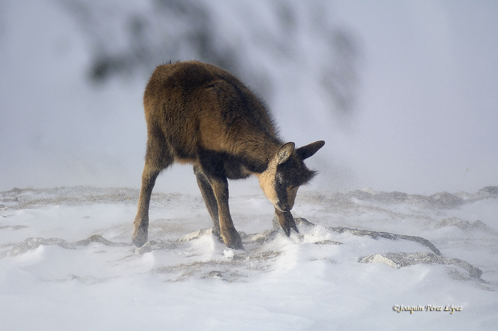 FOTO Y VIDA SALVAJE: El rebeco cantábrico (Rupicapra pyrenaica parva)