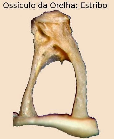 Educação Física 2014: (1_EDFIS_LIC_NA_KLEBERSON_PACHECO) O MENOR OSSO ...