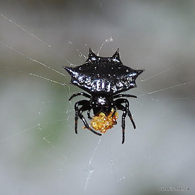 Dominican Spiders: Araneidae, Gasteracantha cancriformis