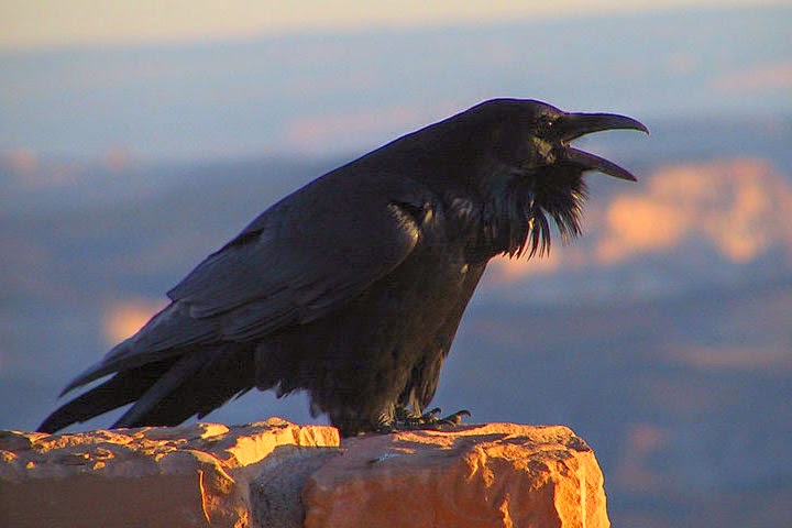 10 Fascinating Facts About Ravens - STATIONGOSSIP