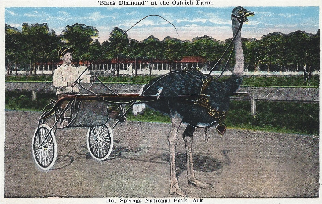 Ostriches Racing