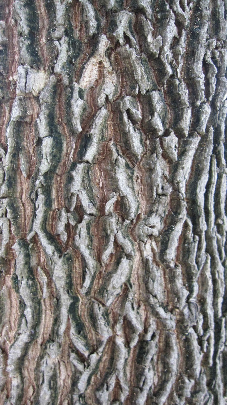 Estudiando Agricultura en Taiwán: Pithecellobium saman como árbol ...