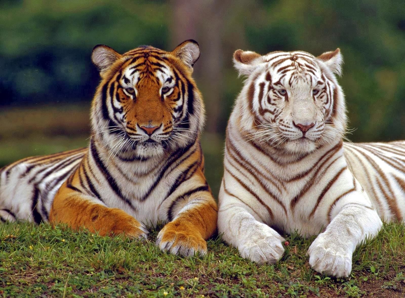 ஜ۩۞۩ஜ Azulestrellla ஜ۩۞۩ஜ: Imágenes de grandes felinos