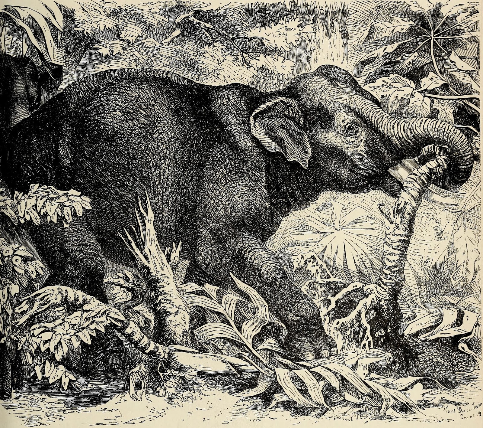 Create with TLC: Vintage Elephant Printable...