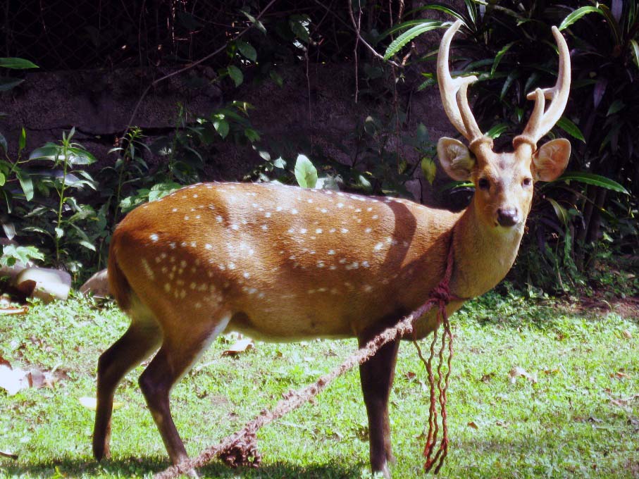 Pallavi Dhakal: Photography