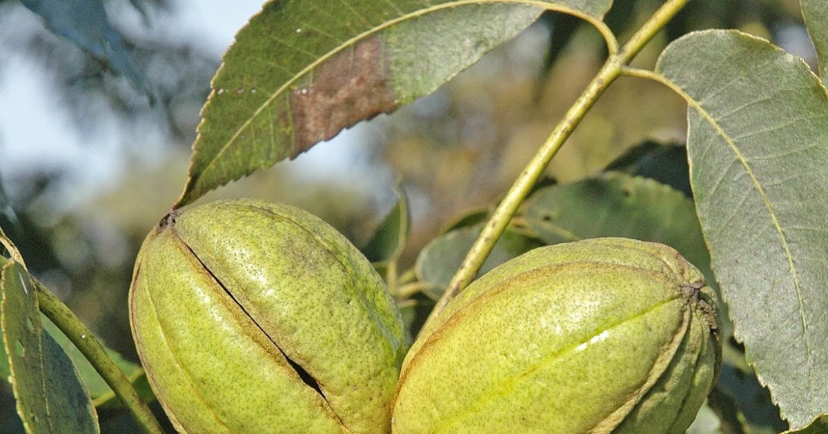 Northern Pecans: Stuart in the north