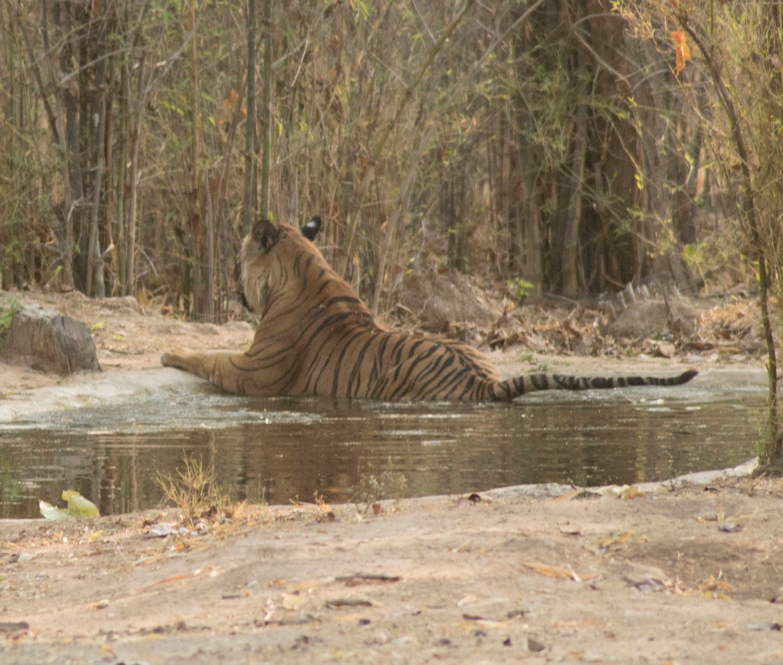 Rajesh's Writings : Tigers of Bandhavgarh...