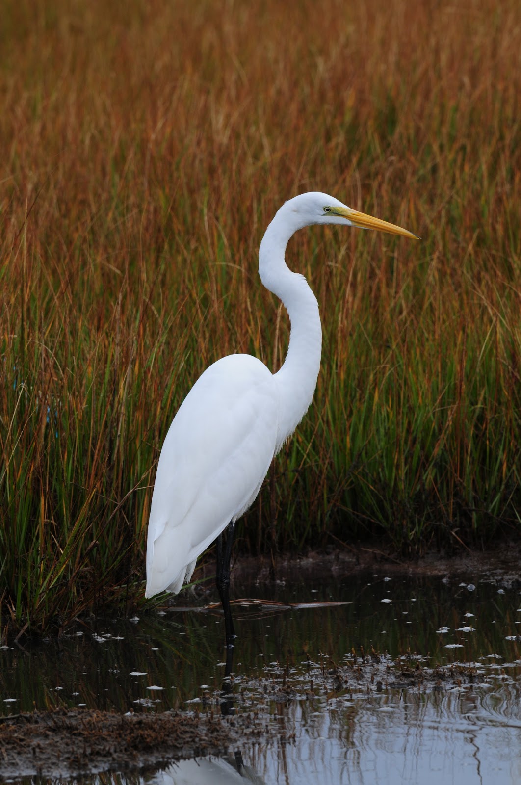 Emmitt's Teardrop Adventures: Herons and Egrets