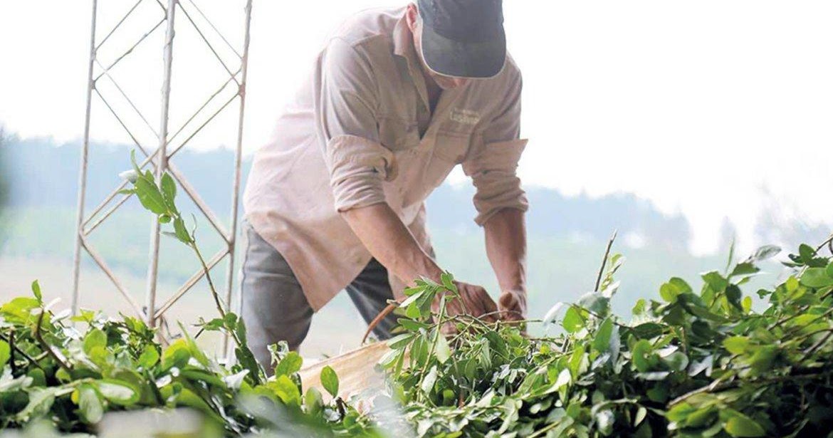 ASOCIACION ECOLOGISTA RIO MOCORETA: AUMENTA LA YERBA MATE EN ARGENTINA