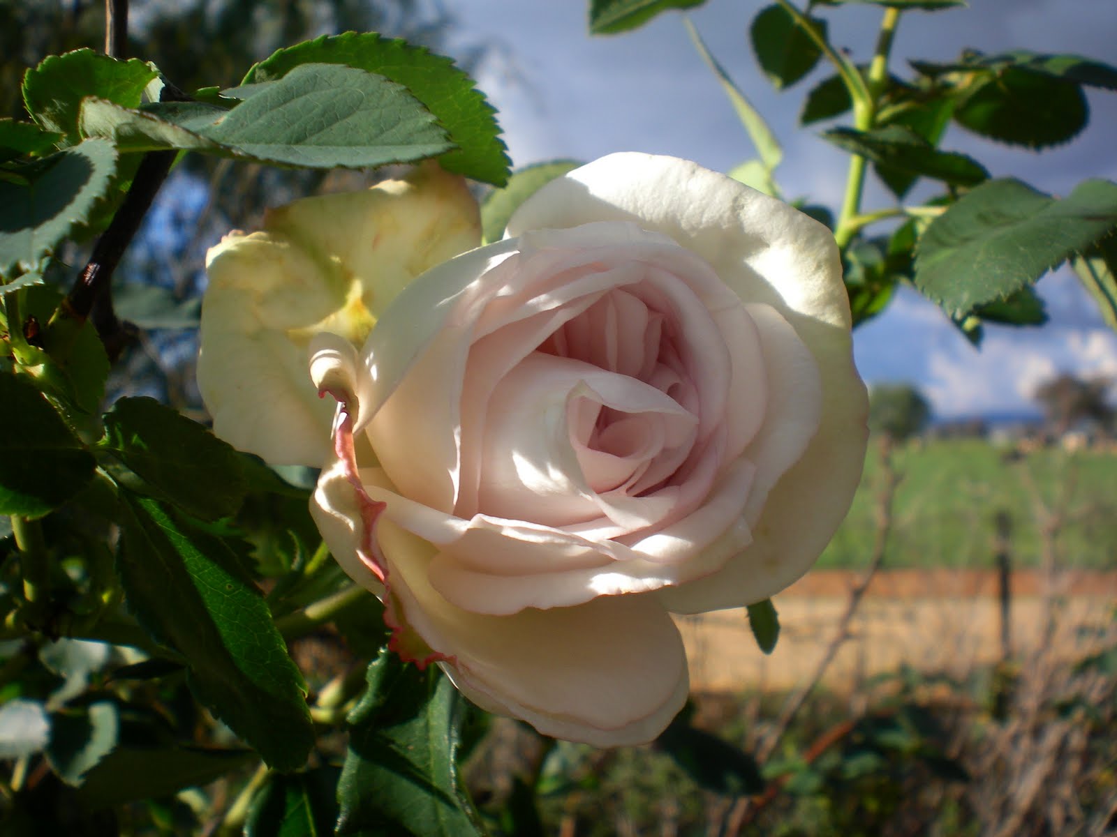 "Eurimbla" Roses: My Favourite Austin Rose- Cymbeline