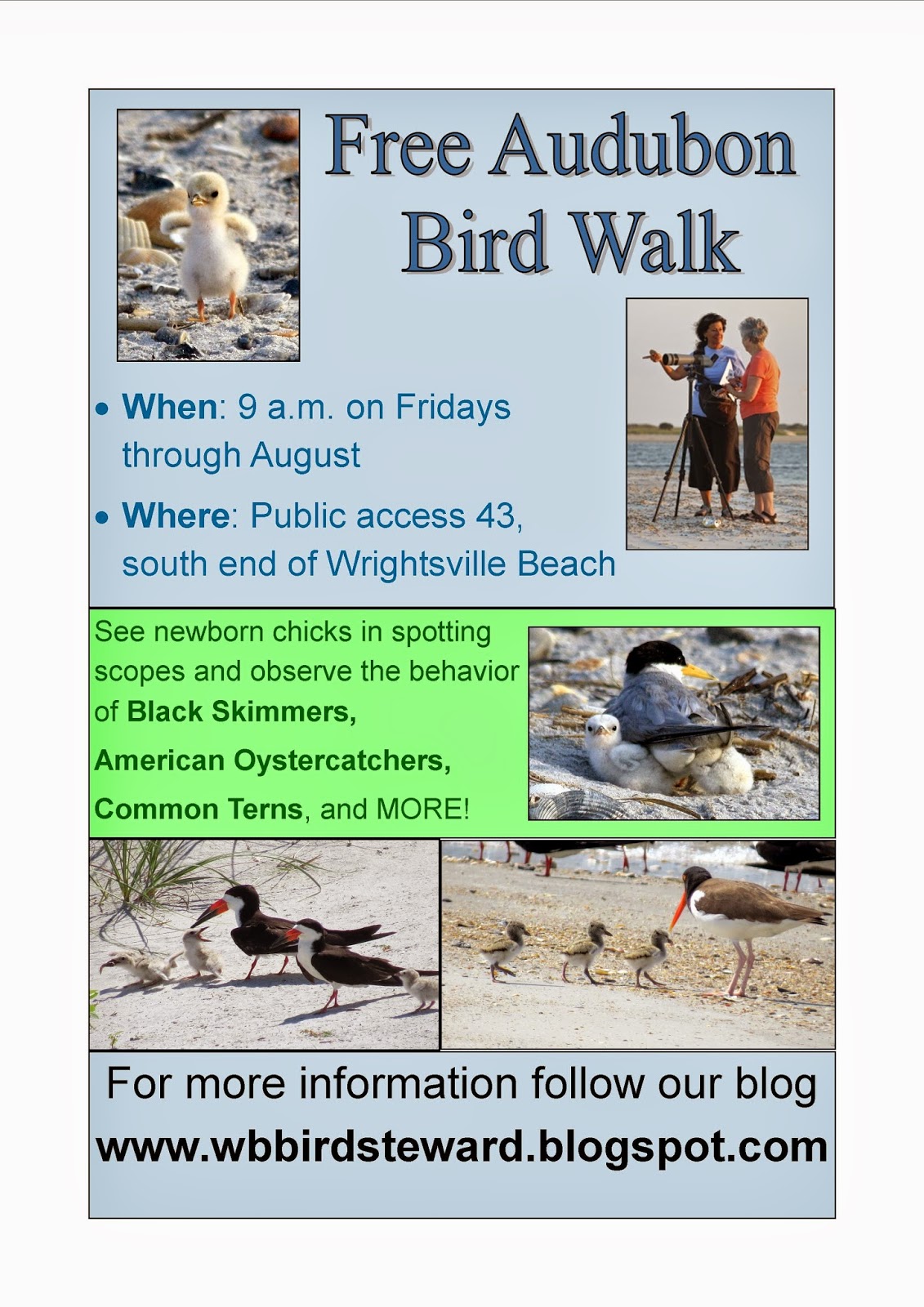 Wrightsville Beach Bird Stewards: Friday Bird Walks and a Few Words ...