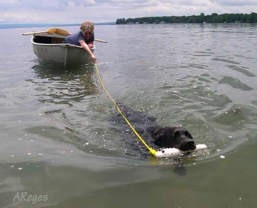 OtterTail Labrador Retrievers & Lab Art by Amy Reges: Labrador Dog ...