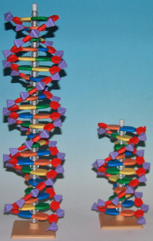 Biology: DNA Model