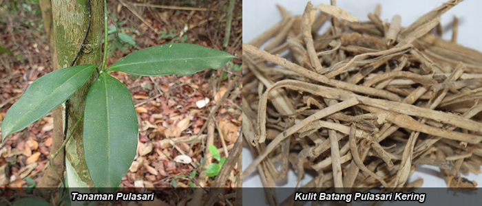1.Mampu menambah selera makan.