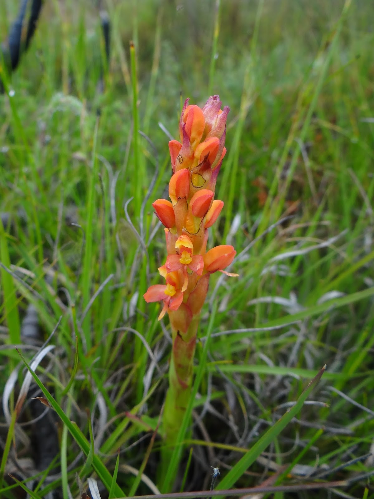 Caerulean Skies: August 2013