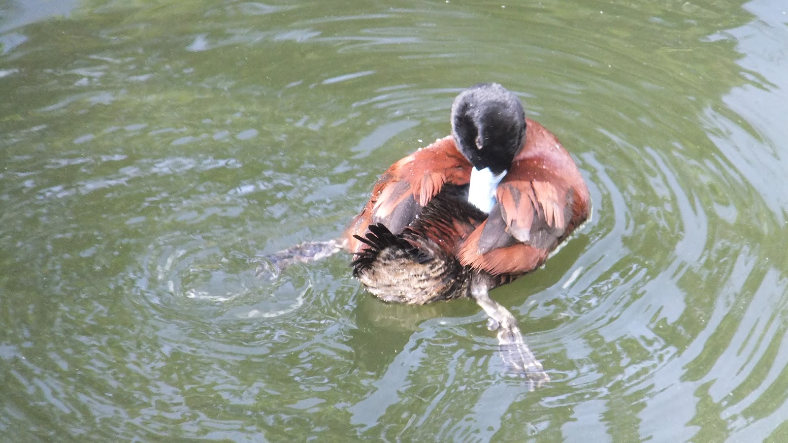 Justina-Overseas: Taronga Zoologijos Sodas Sidnėjus