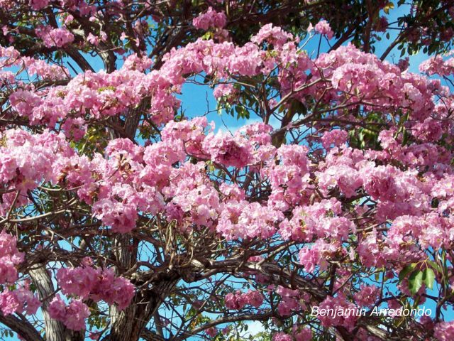 El Bable: Los maculís cubriendo con su manto rosado las calles de Cancún.