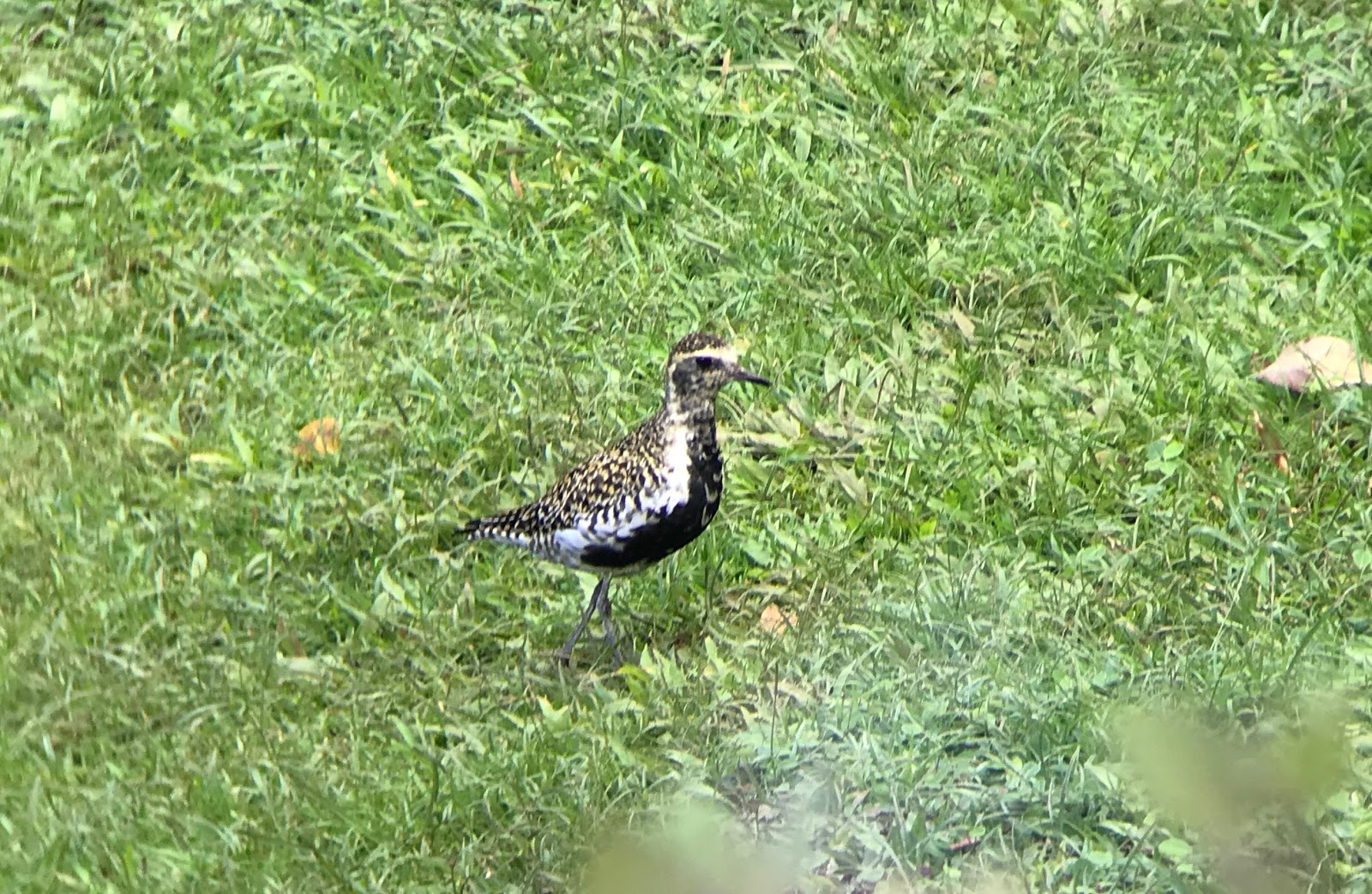 The Birdchaser: Kōlea--Hawaiian urban bird