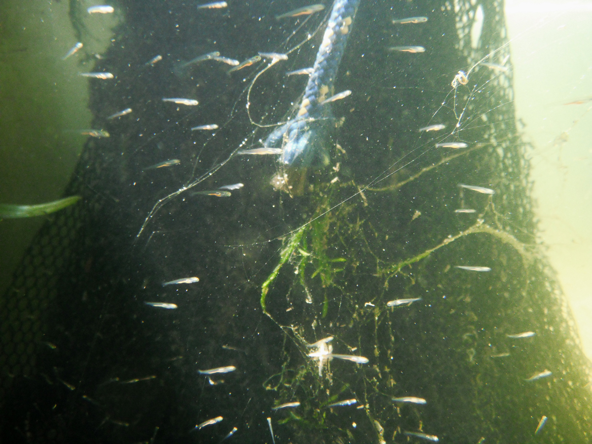 Avon Roach Project: Spawning and Hatching - May 2016