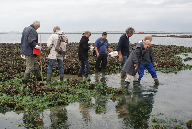 IVN Natuurgidsencursus Oosterschelderegio: Verslag excursie kunstmatige ...