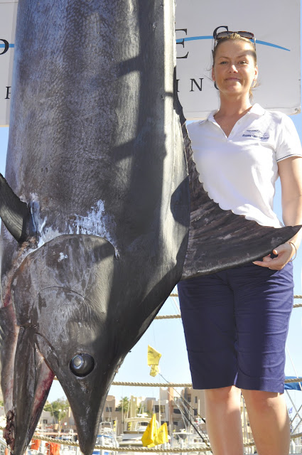 Pisces Fleet Sportfishing Blog: 746 LB BLUE MARLIN, ONE DAY BEFORE BISBEE!