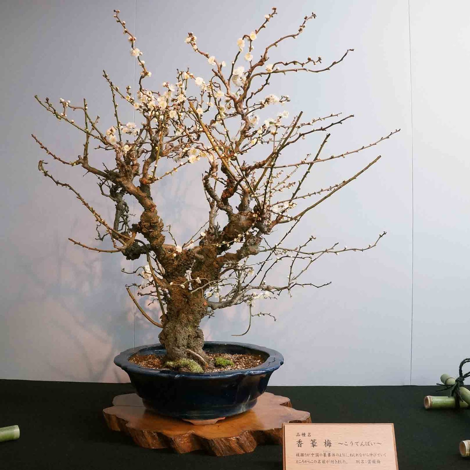 For Your Small Japanese Garden by YUKIMONO: The 65th Bonsai Exhibition ...