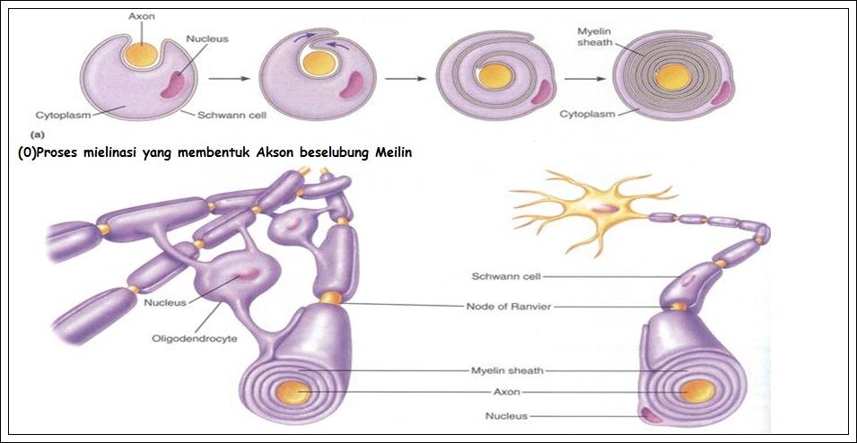 BiologiZone: Struktur Neuron