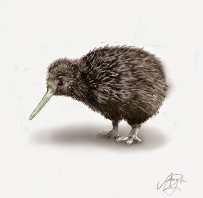 KIWI BIRD photos - wallpapers | the fun bank