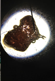 The Resourceful Teacher: Science Experiment - Pop Rocks & Soda