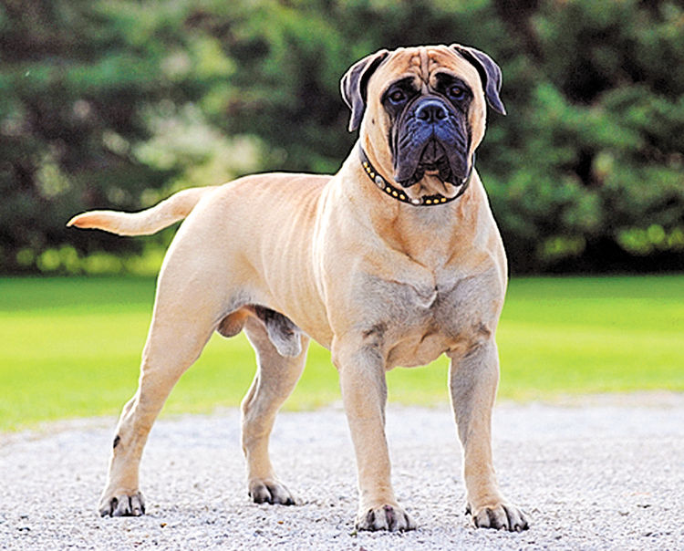 Fotos Estas son las 12 razas de perros peligrosos que se quiere ...