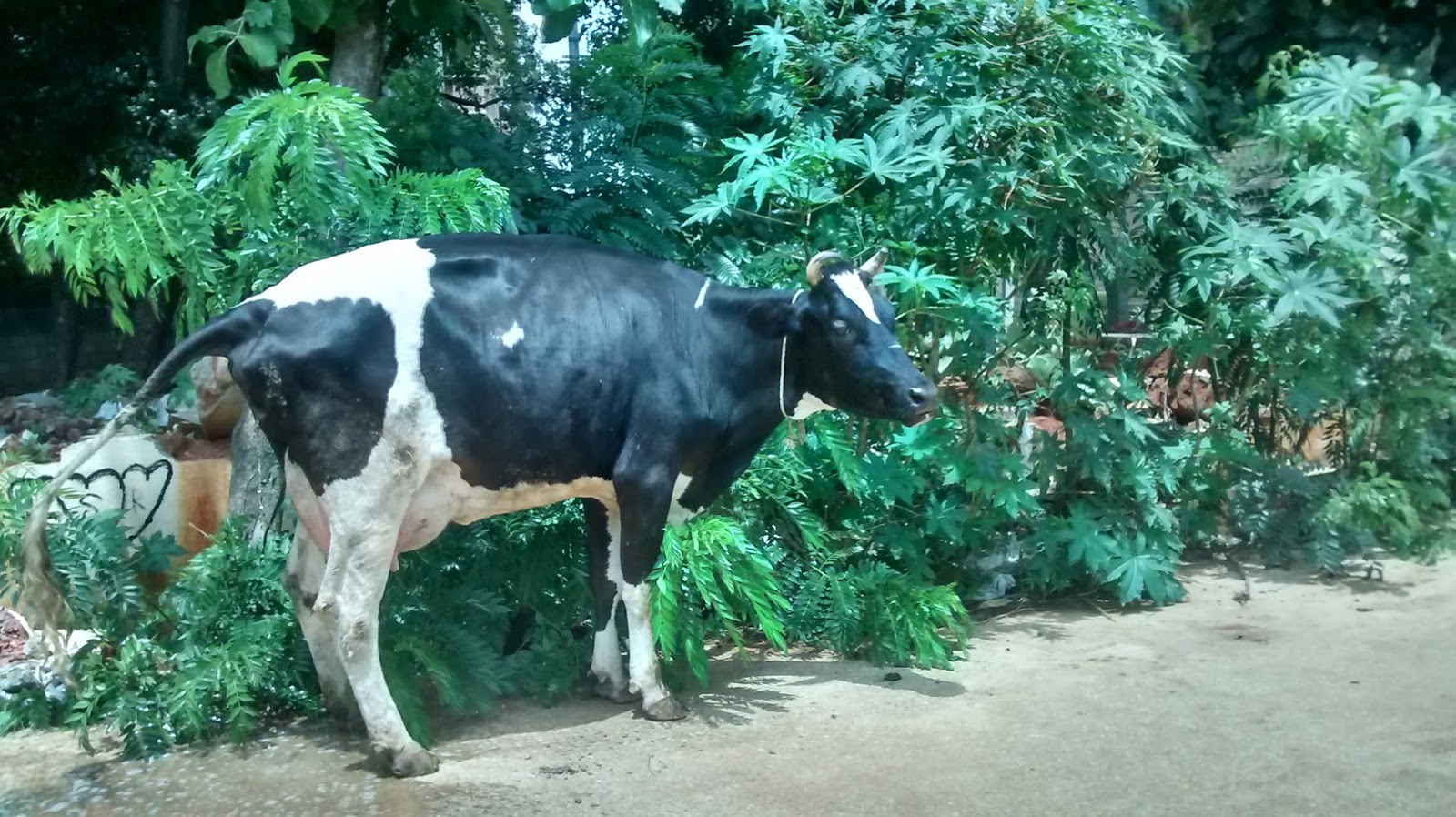 Papua and the Cow