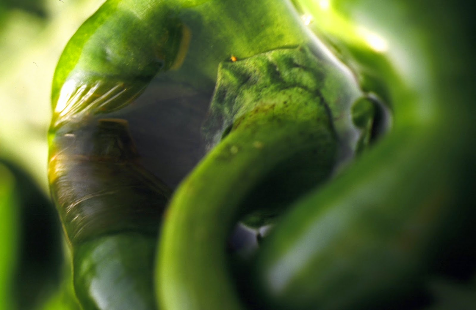 VIVA LA HORTICULTURA: EL PEDÚNCULO DEL PIMIENTO O LA ACCION DE GENES ...