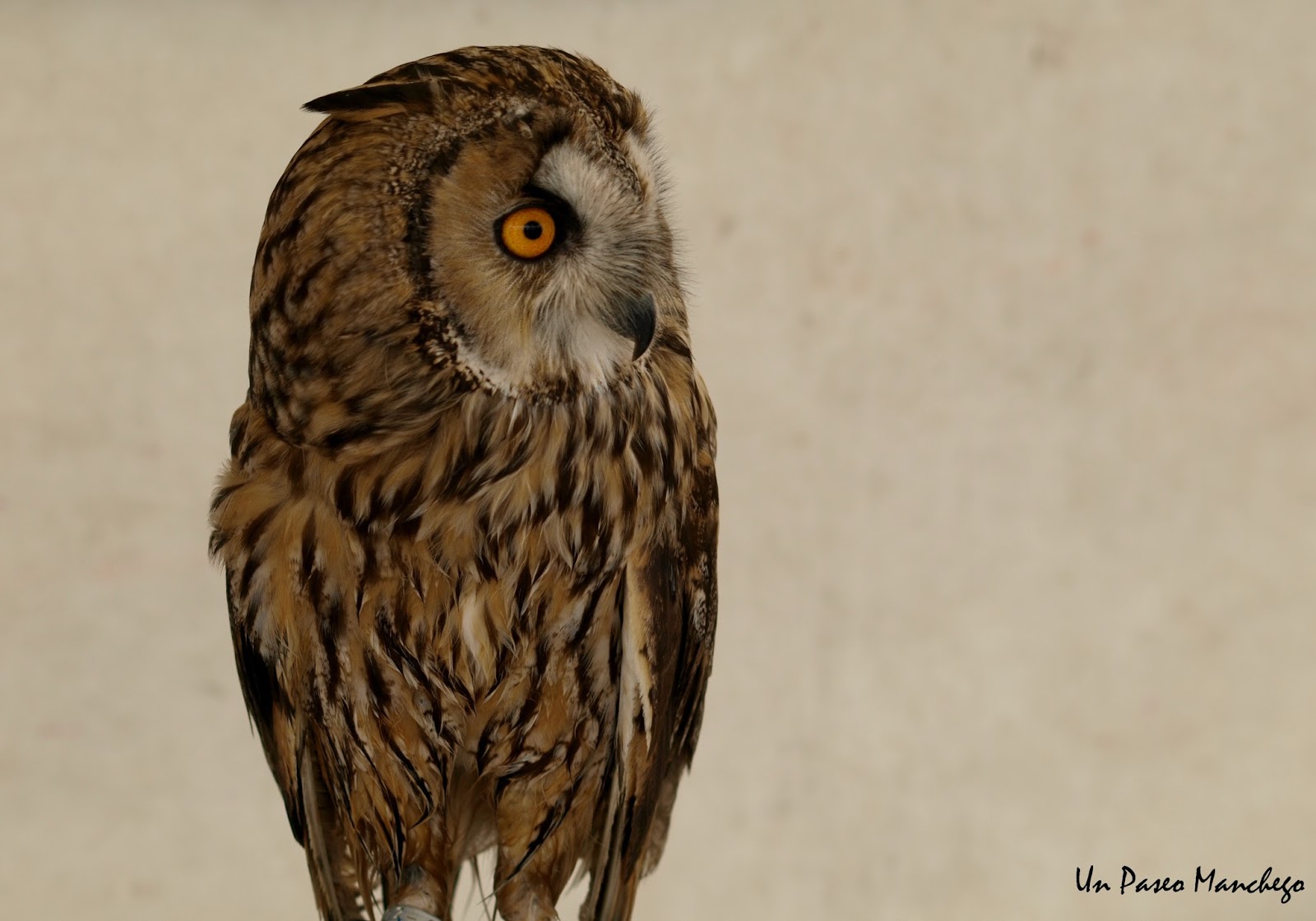 Un Paseo Manchego: Búho chico; Asio otus.