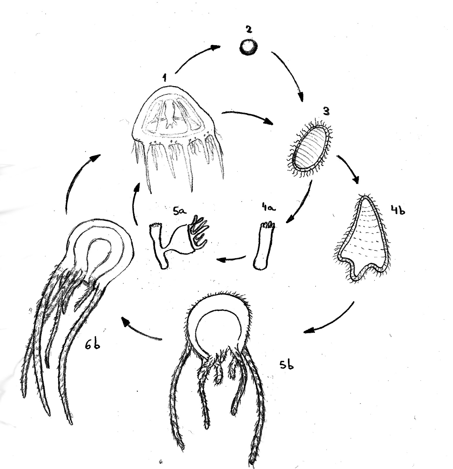 Aquasnail: Esquemas Anatómicos: Hidrozoos