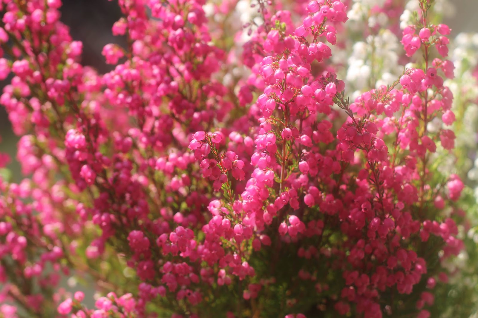 Flores de Cosecha Propia: Planta del Dia ~ Erica Gracilis