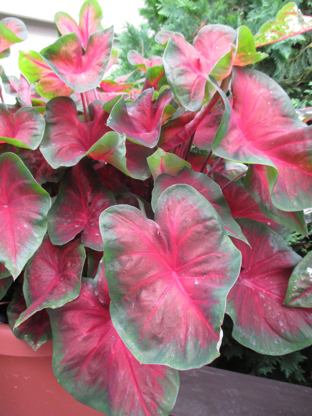 Rotary Botanical Gardens - Hort Blog: Caladium Collection - 2016