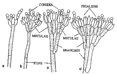 ilmu tak terbatas: penicilium sp