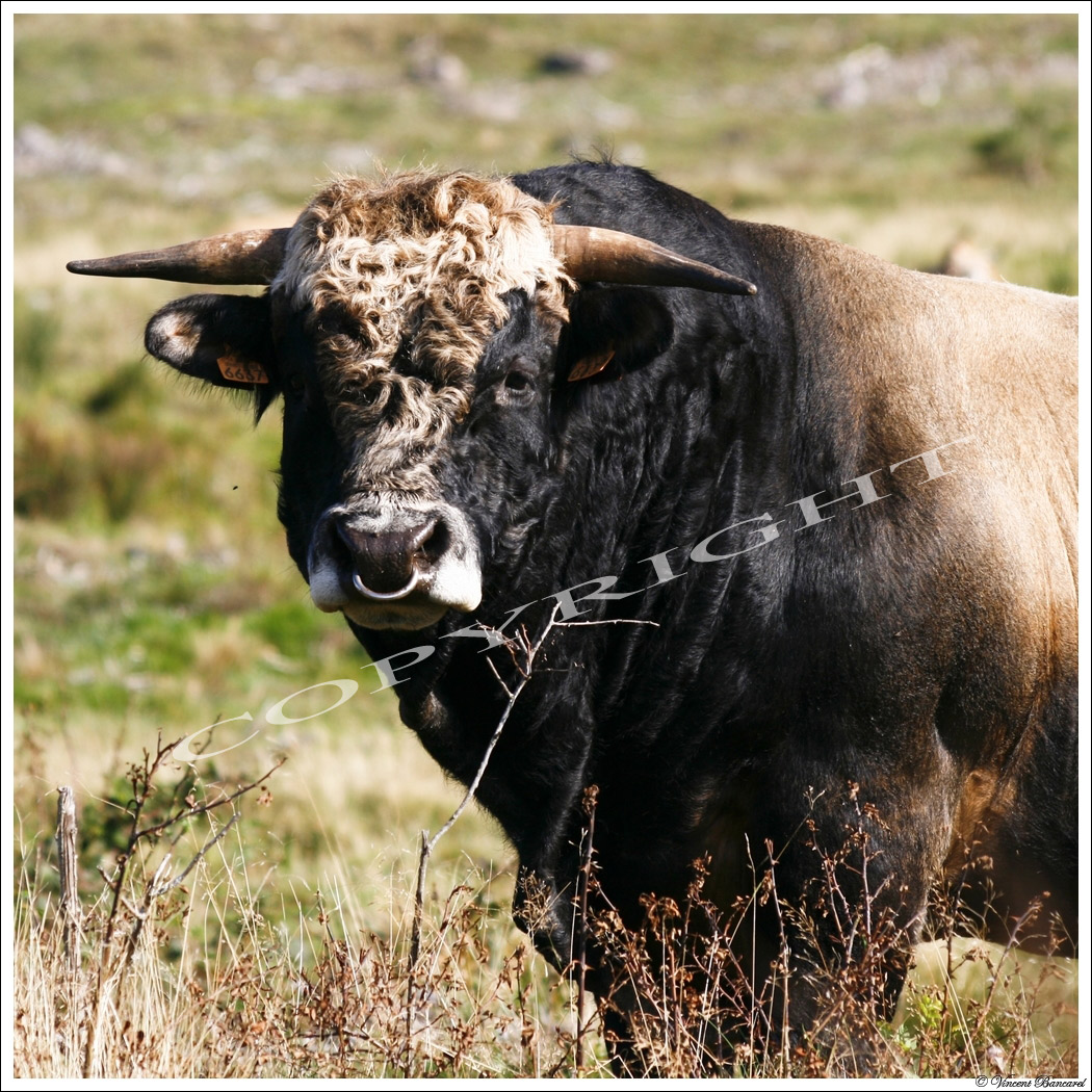 Focus nature: Vaches et taureau d'Aubrac