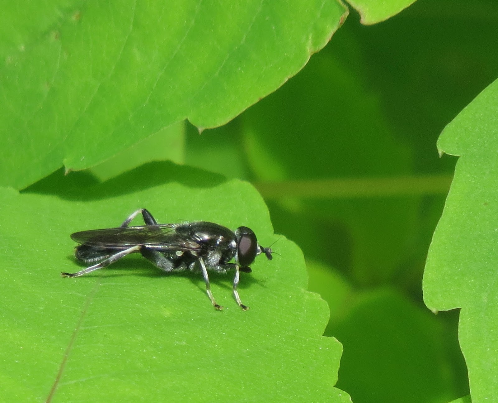 Bug Eric: Eight Illinois Wasp and Bee Mimics in Twenty Minutes