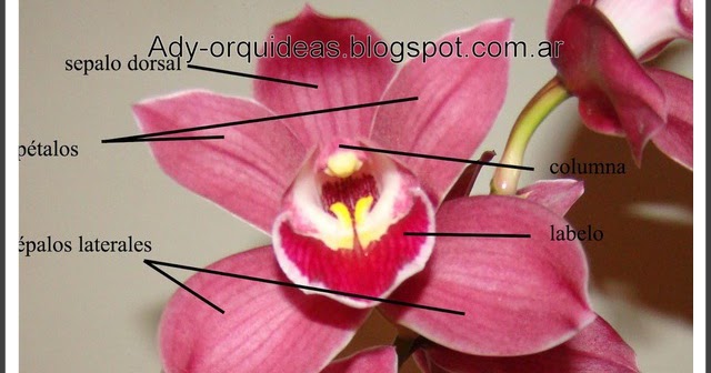 Ady Orquídeas: ORQUÍDEAS CYMBIDIUM , SUS FLORES Y HOJAS
