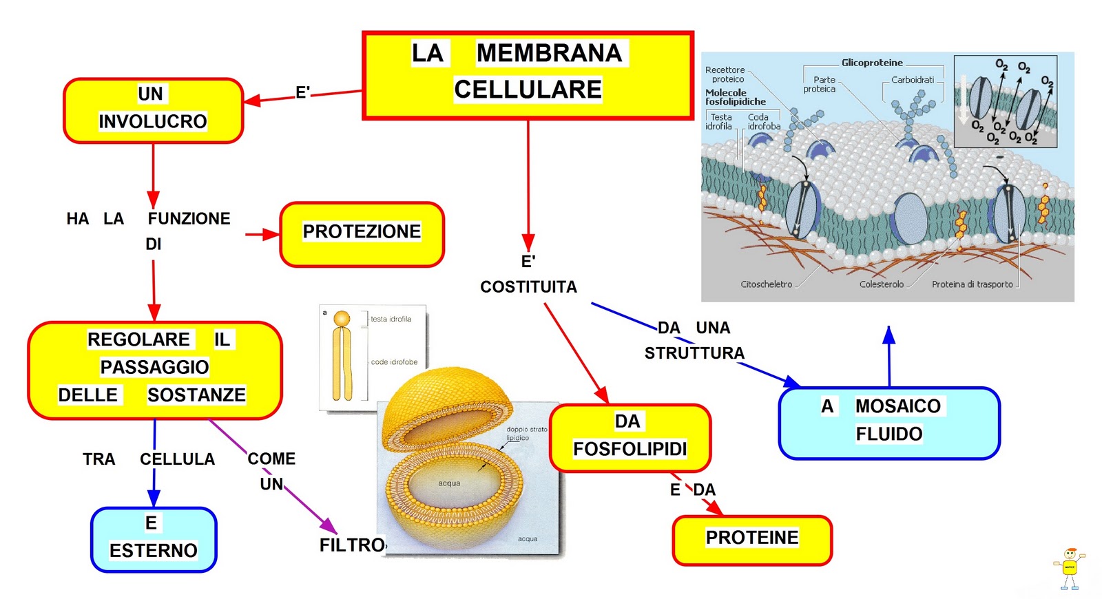 MAPPER: MEMBRANA CELLULARE