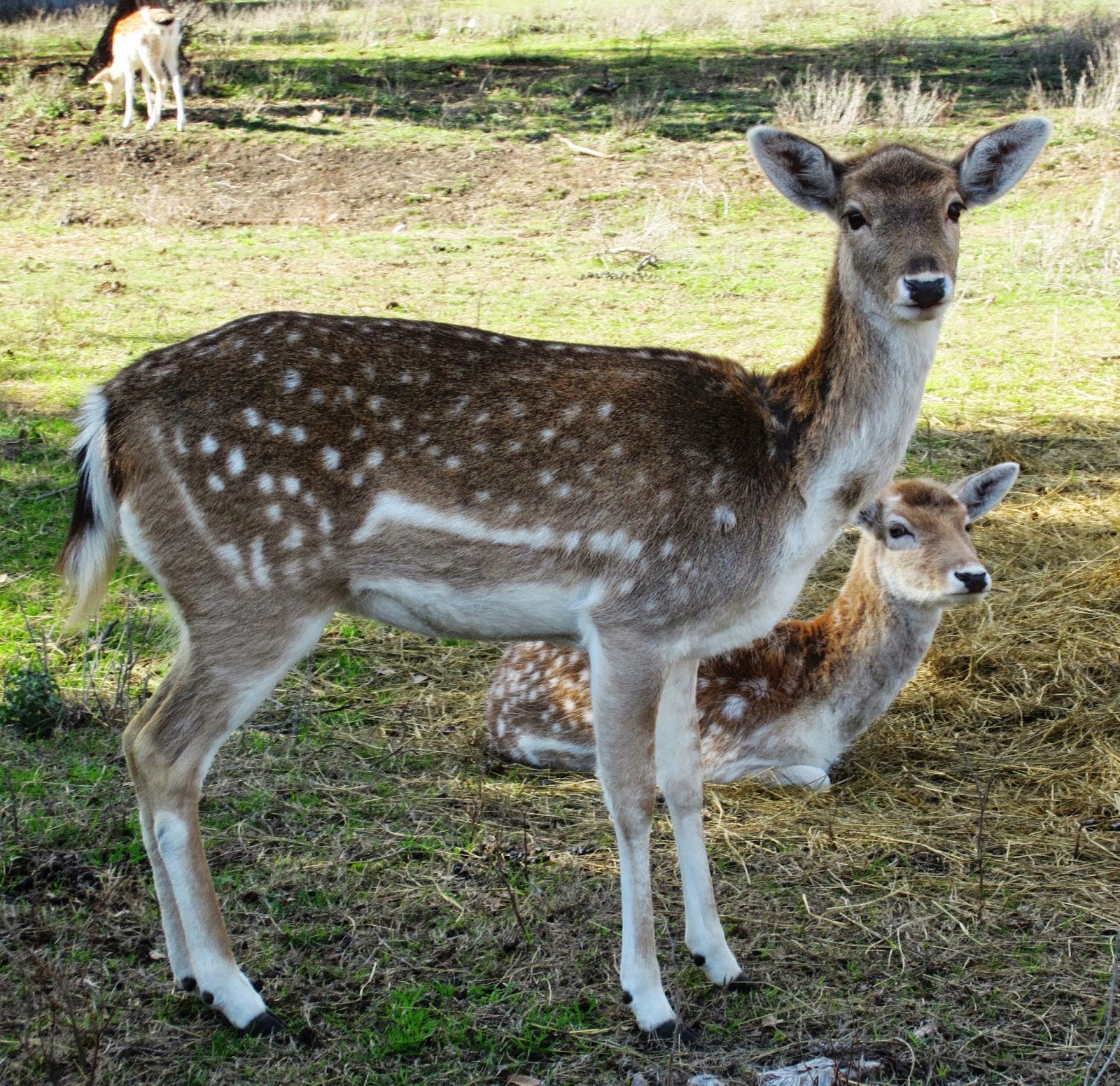 Cannundrums: Fallow Deer