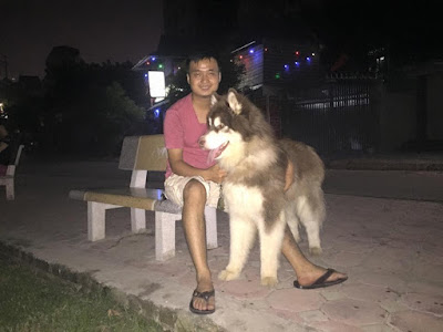 Mss-Alaska nhận phối giống alaska tại hà nội | 5giay