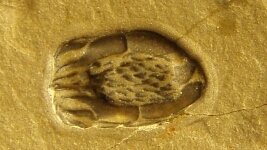 Echinodermata ~ Dunia Hewan